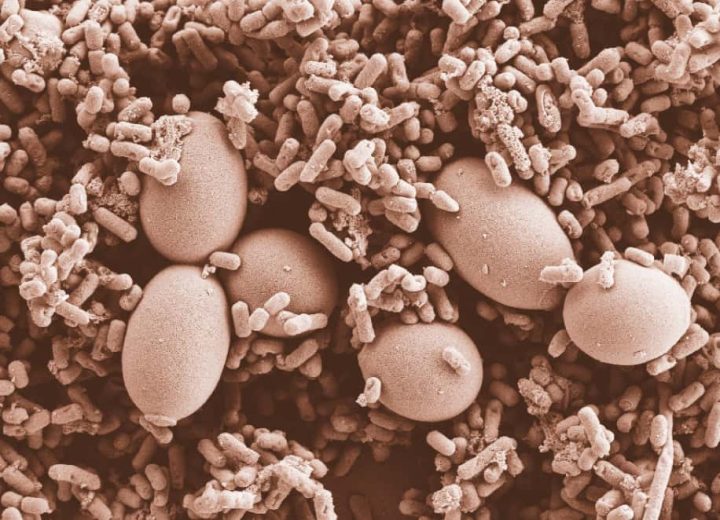 Probiotic manufacturer led by science — AB-BIOTICS