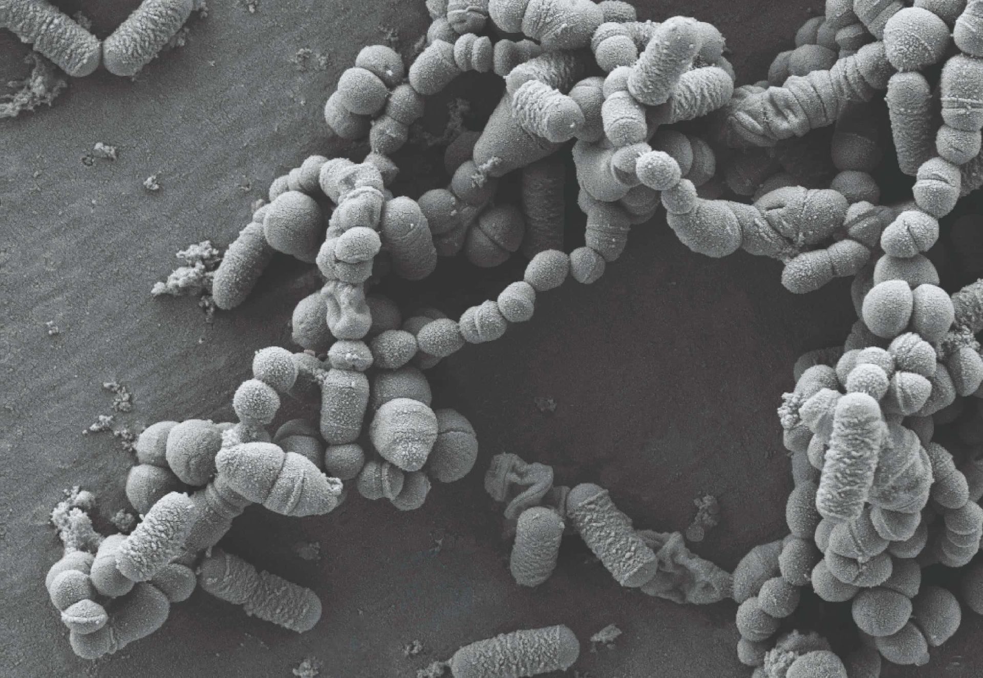 Microbial sciences and studies — AB-BIOTICS