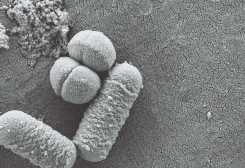 Probiotics clinical trials — AB-BIOTICS