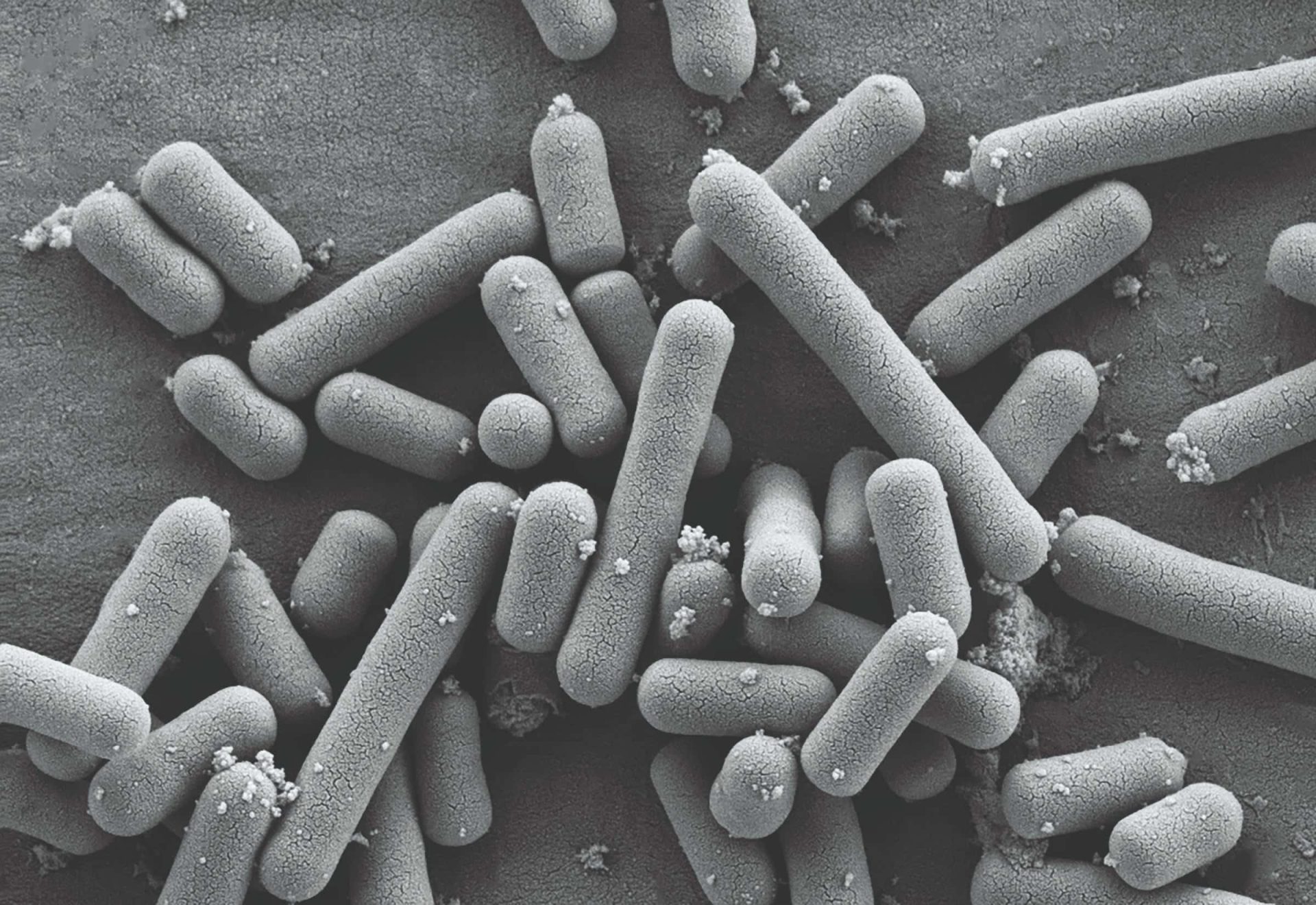 Precision probiotic formulas — AB-BIOTICS