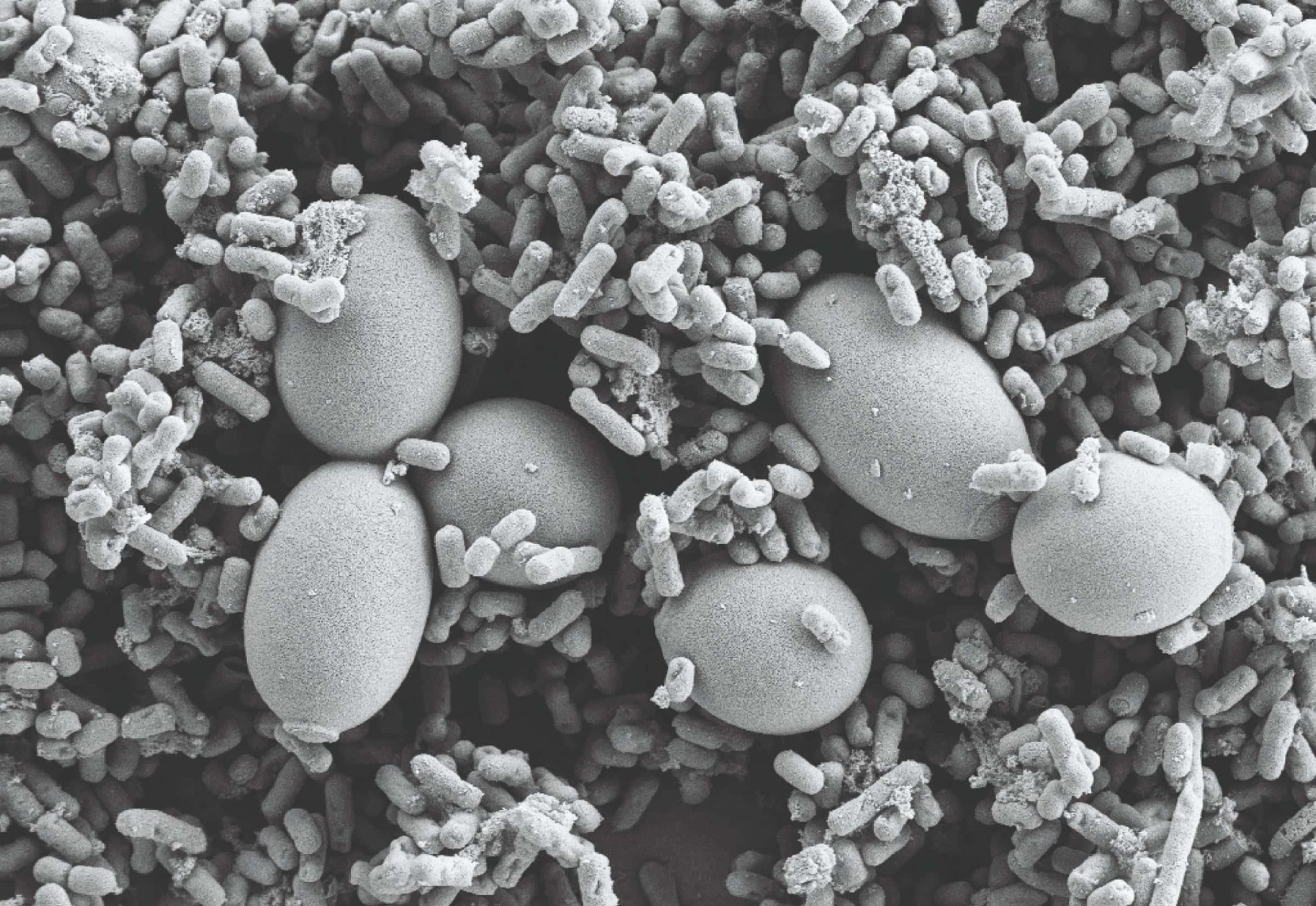 Unique probiotic strains — AB-BIOTICS